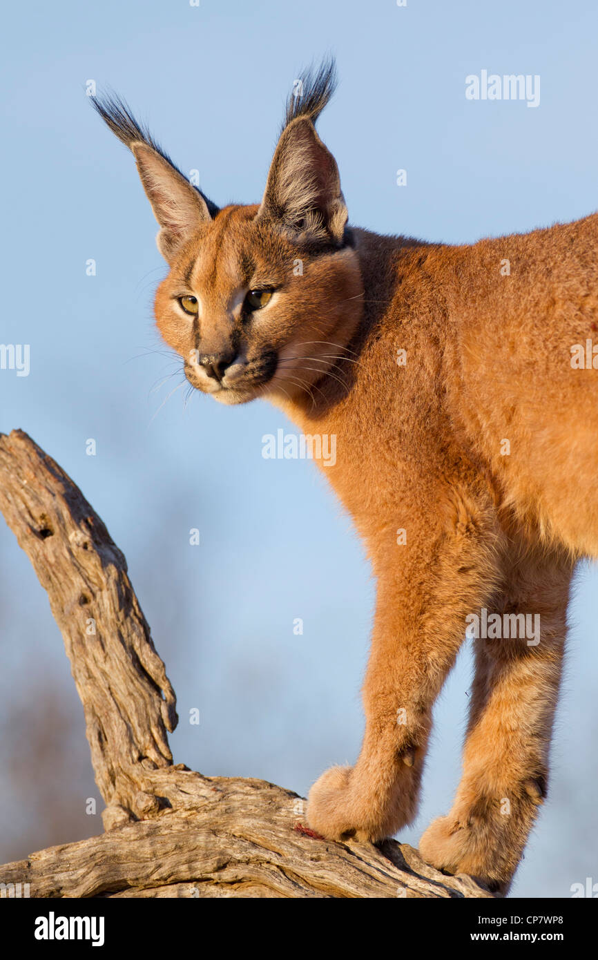 Caracal Lynx Hybrid