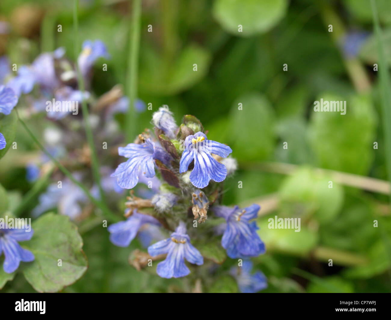 blue bugle / Ajuga reptans / Kriechender Günsel Stock Photo - Alamy