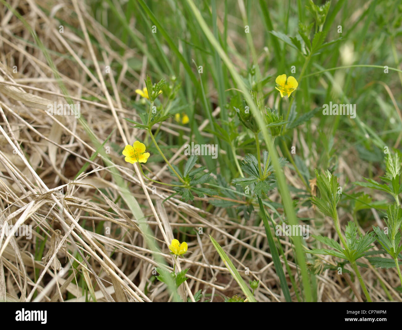 common tormentil / Potentilla erecta / Blutwurz Stock Photo - Alamy