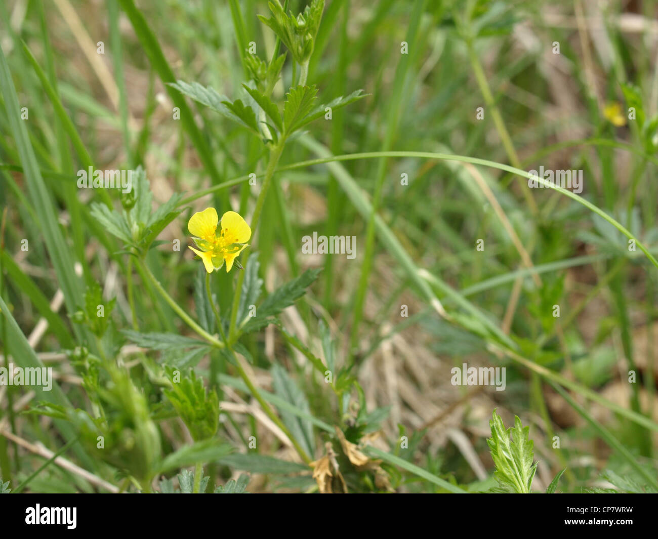 common tormentil / Potentilla erecta / Blutwurz Stock Photo - Alamy