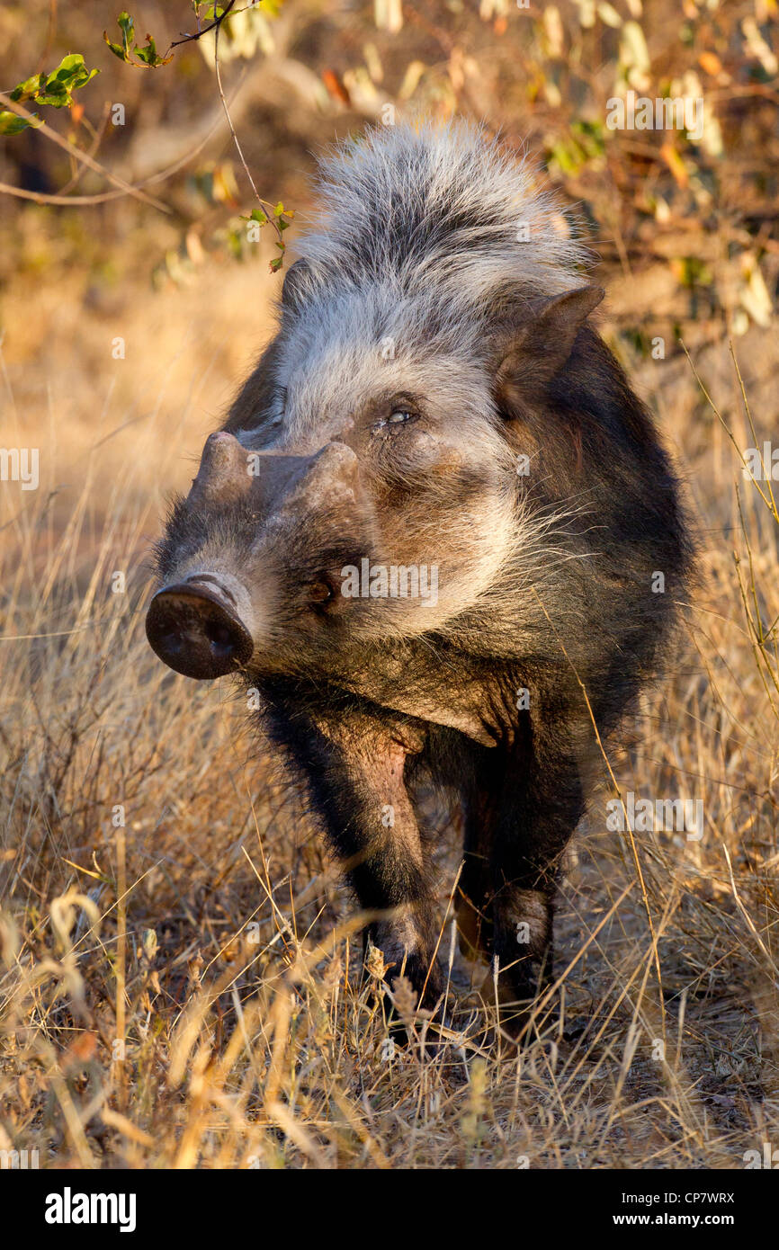 Bushpig potamochoerus larvatus south africa hi-res stock photography ...