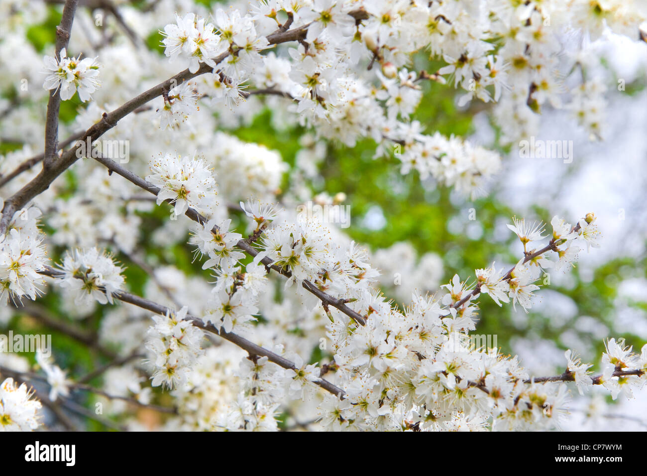 Sloe flowers prunus spinosa hi-res stock photography and images - Alamy