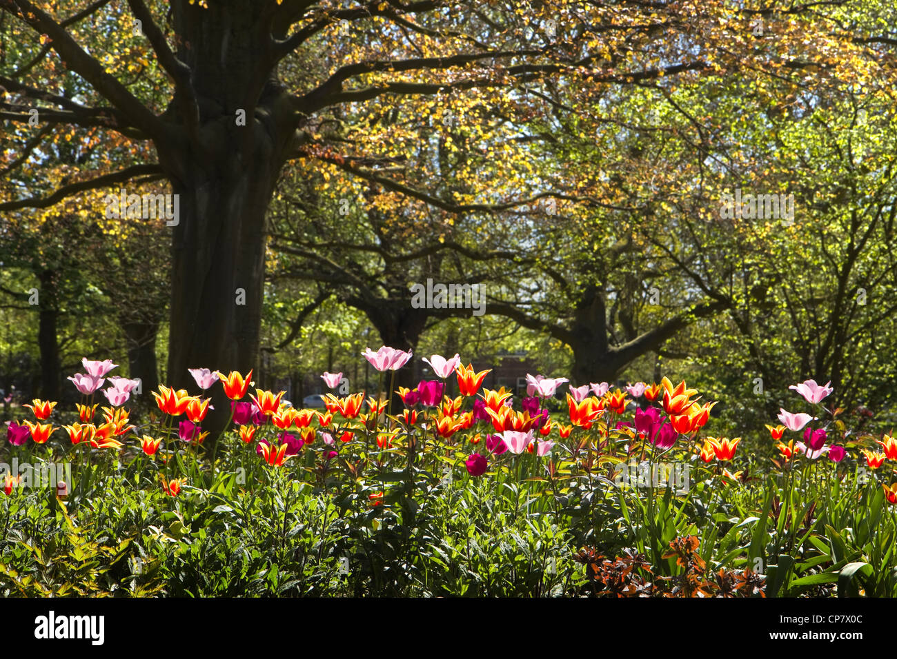 Red Beech Trees High Resolution Stock Photography and Images - Alamy