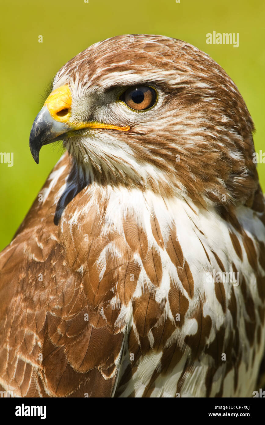 Ferruginous hawk or Butea regalis in side angle view Stock Photo - Alamy