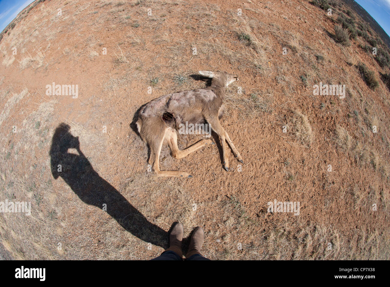 Dead animal desert hi-res stock photography and images - Alamy