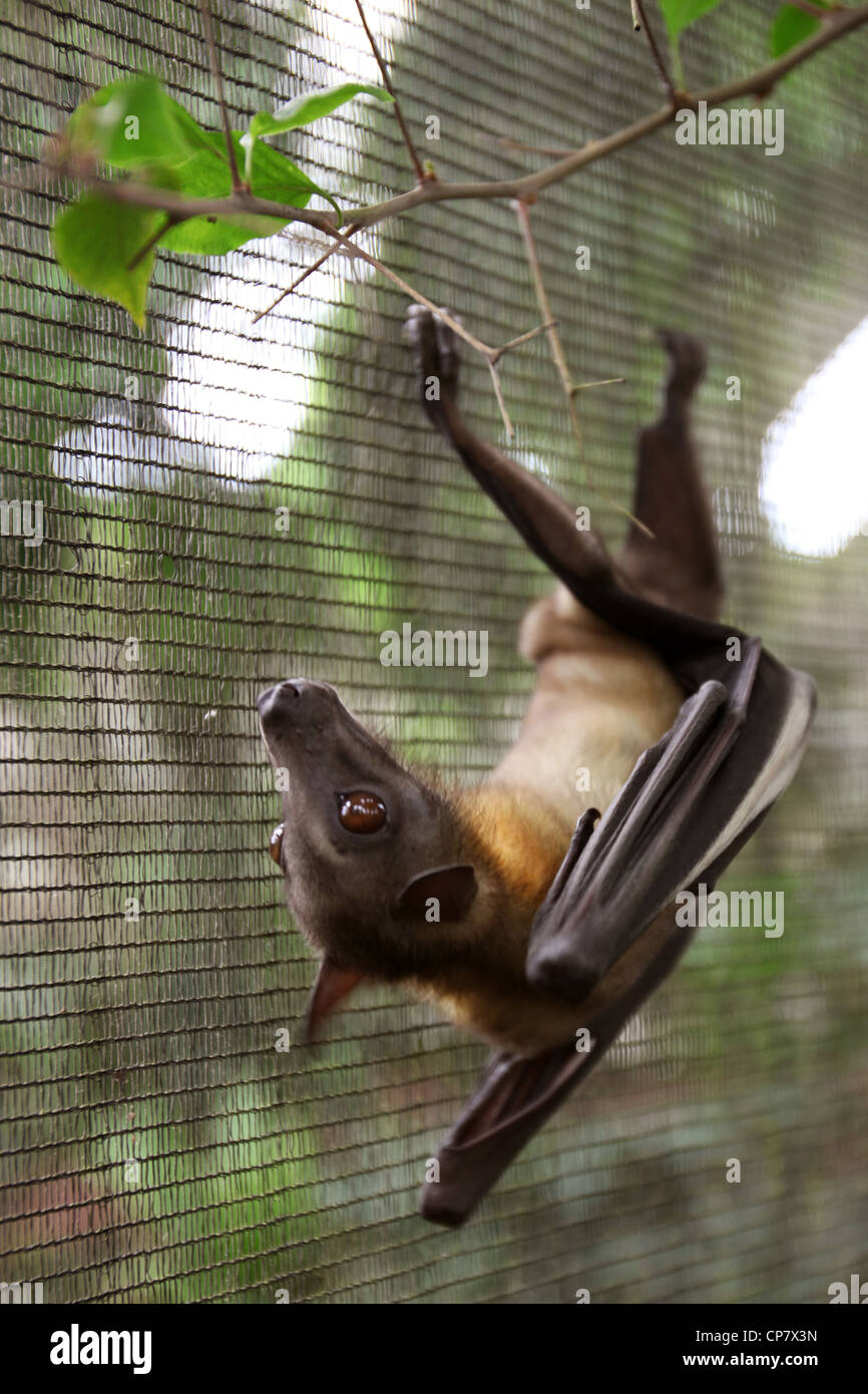 A fruit bat relaxing on a mesh net at butterfly world, Klapmuts, South ...