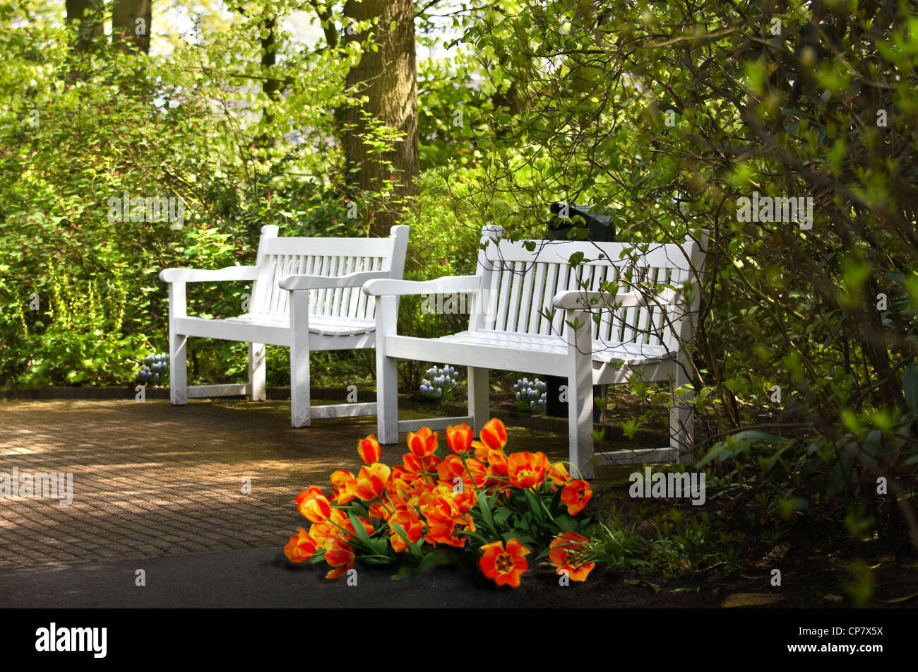 White benches and spring flowers under trees in park Stock Photo - Alamy