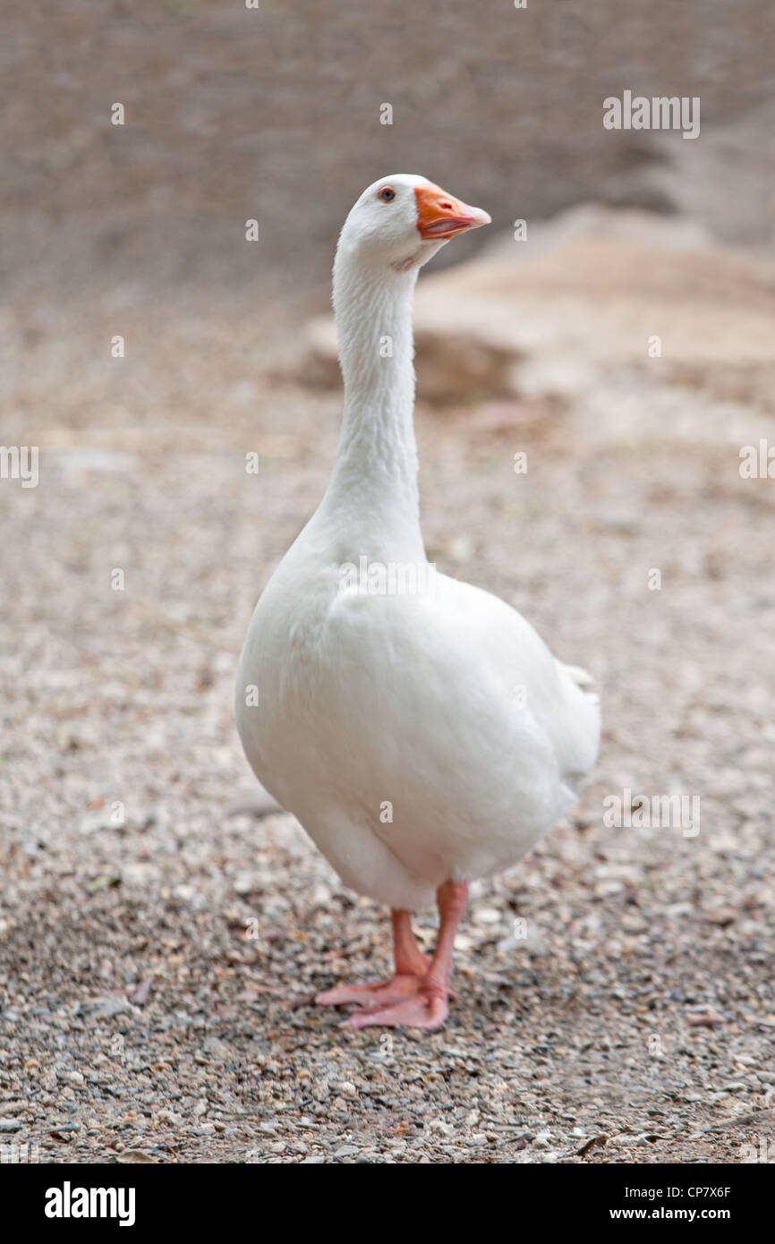Goose gander hi-res stock photography and images - Alamy