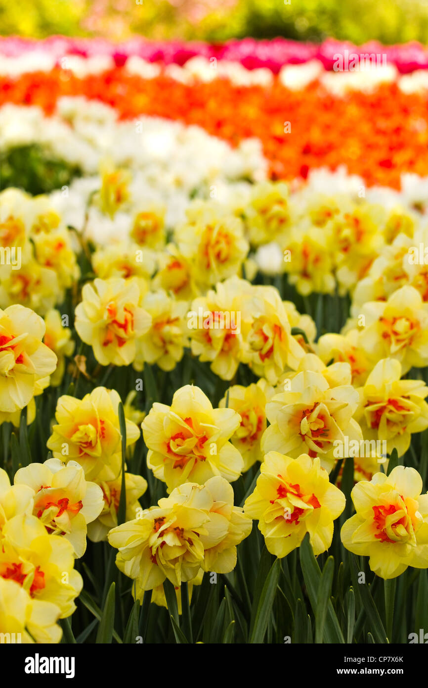 Double bloom hi-res stock photography and images - Alamy