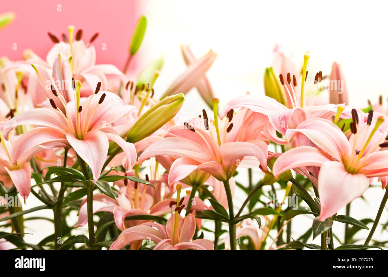 Group of beautiful pink lilies in side angle view with white background ...