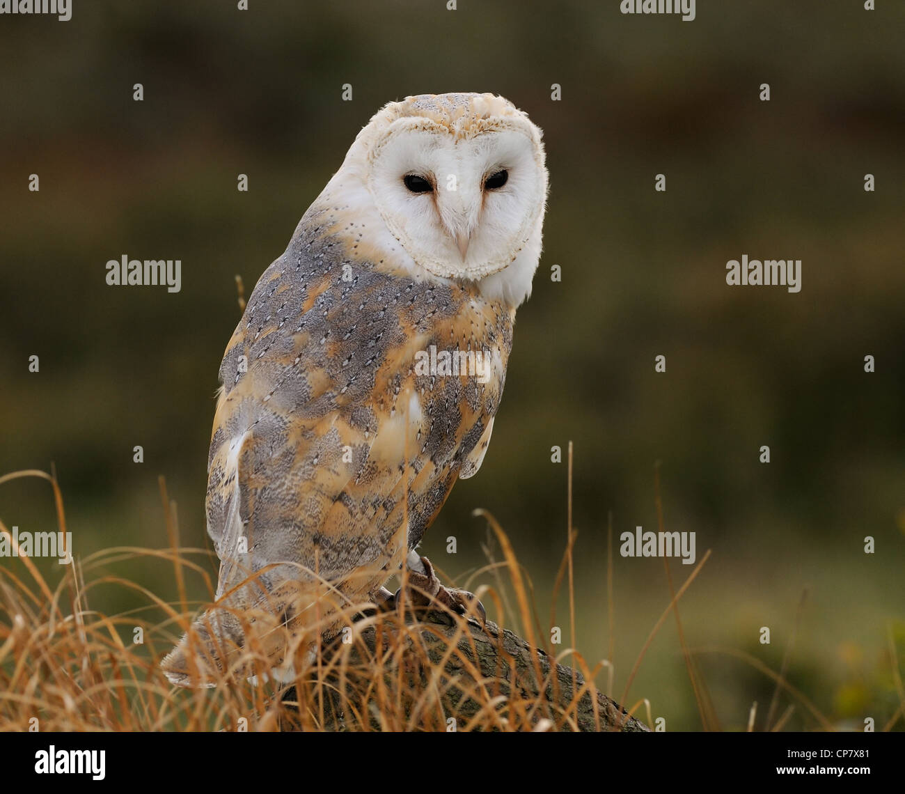 Barn Owl photographed n the middle of autumn colored vegetation at a ...