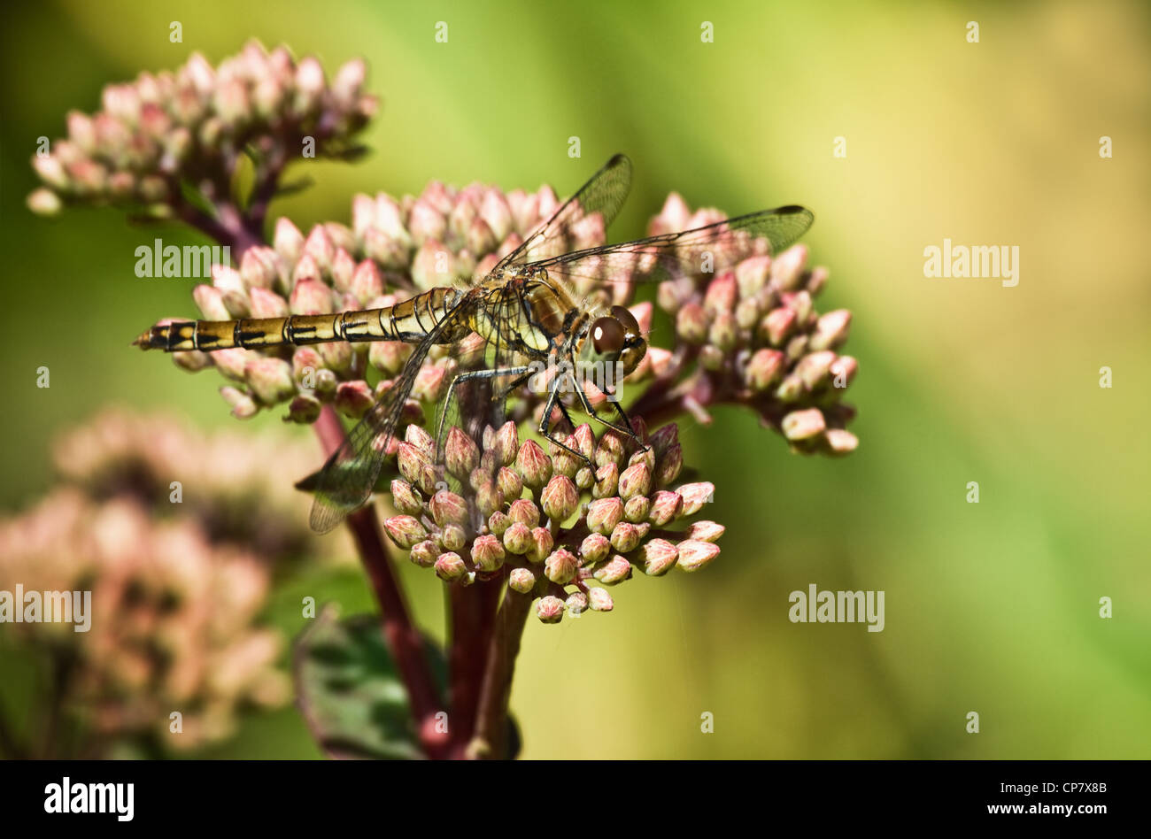 Sympetrum species hi-res stock photography and images - Alamy