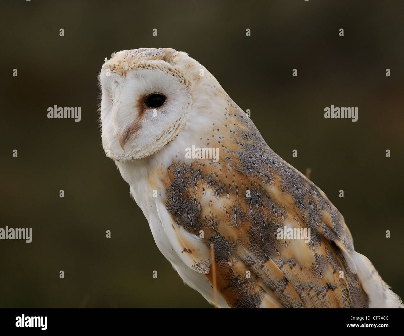 Barn Owl photographed n the middle of autumn colored vegetation at a ...