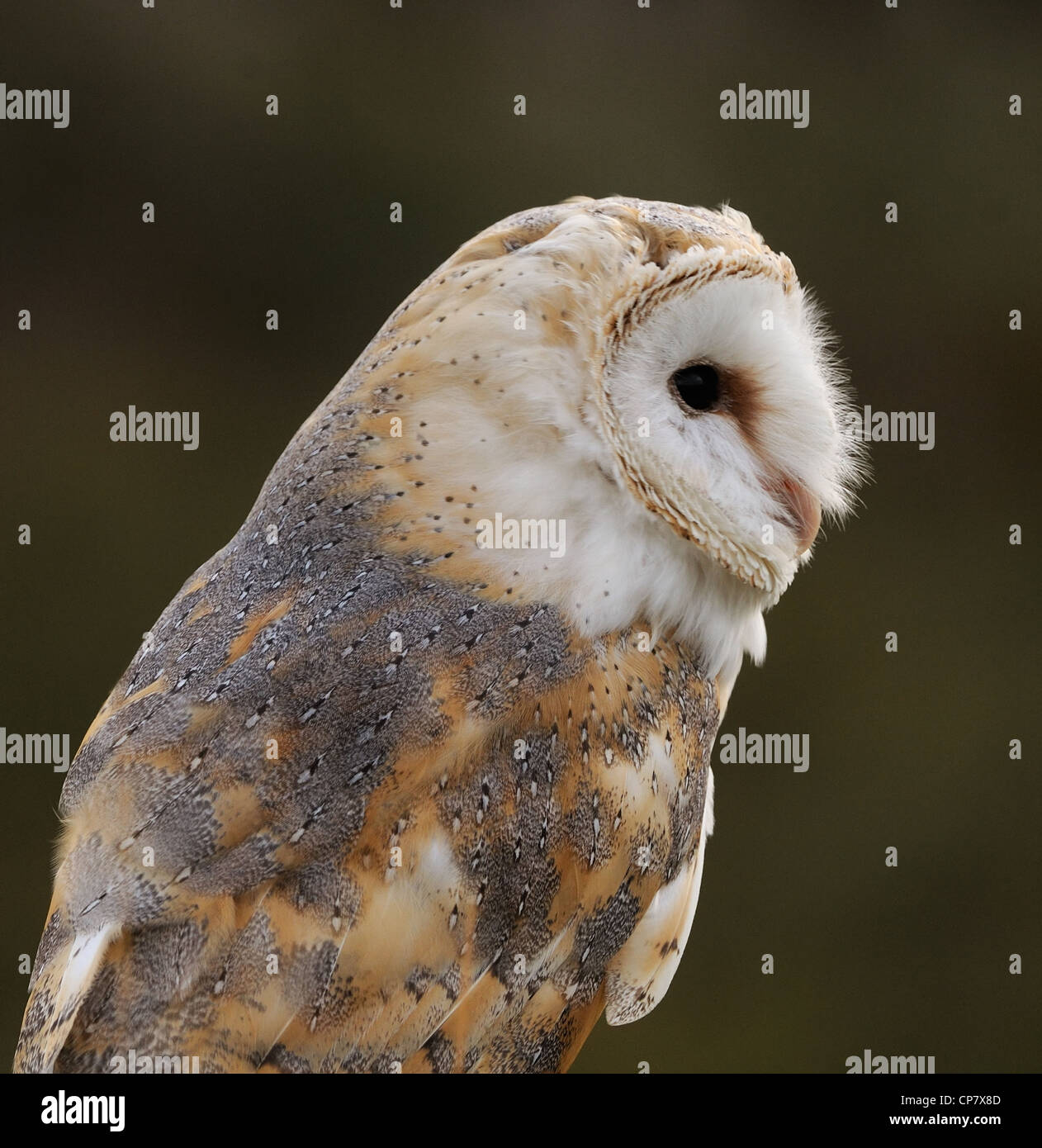 Barn Owl photographed n the middle of autumn colored vegetation at a ...