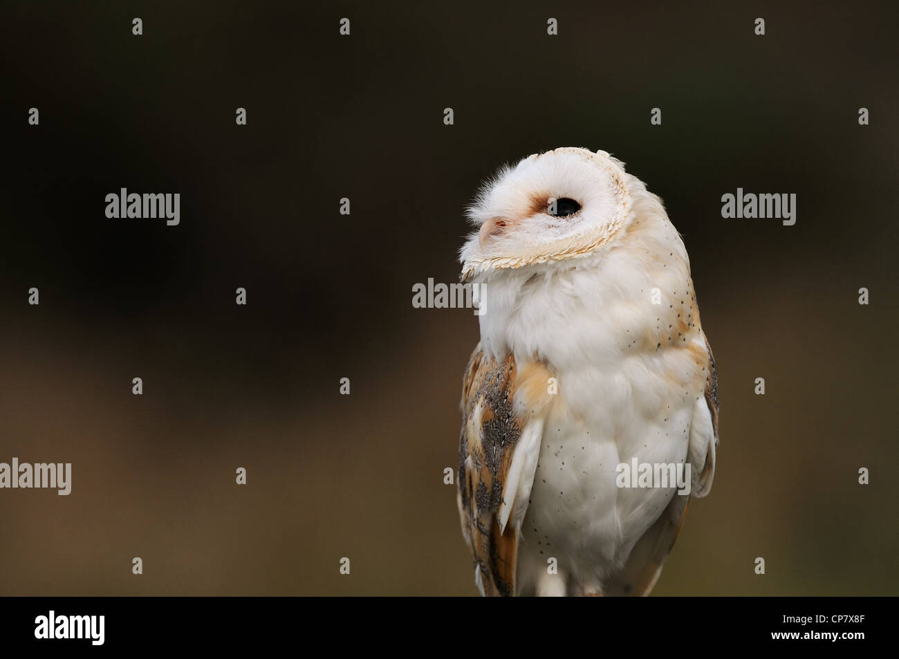 Barn Owl photographed n the middle of autumn colored vegetation at a ...