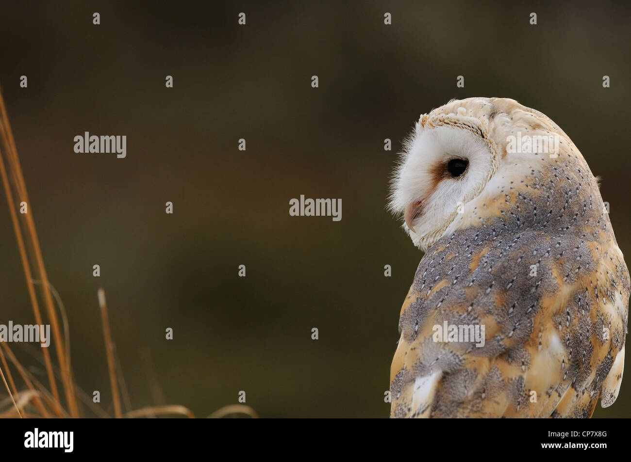 Barn Owl photographed n the middle of autumn colored vegetation at a ...