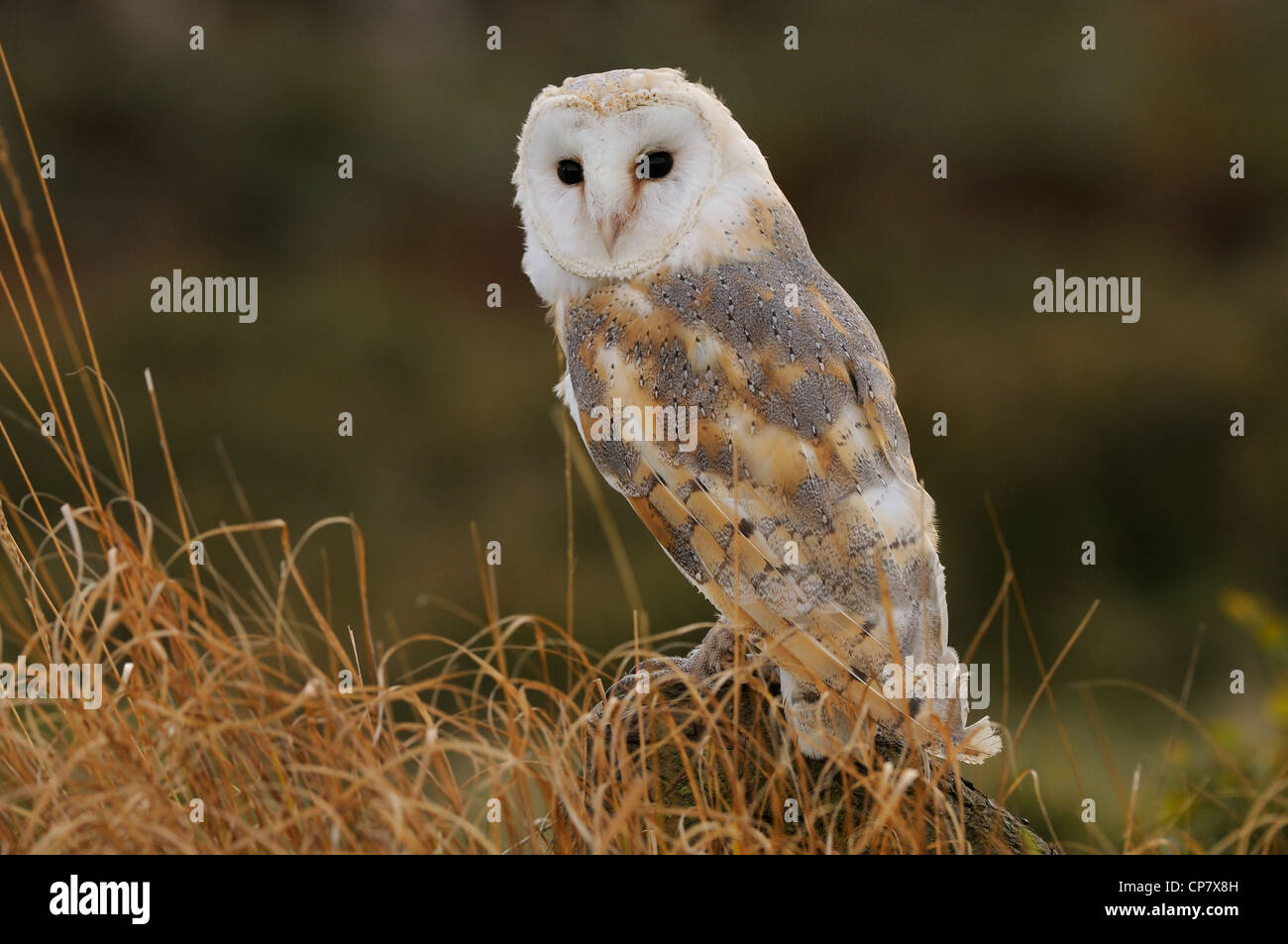 Barn Owl photographed n the middle of autumn colored vegetation at a ...