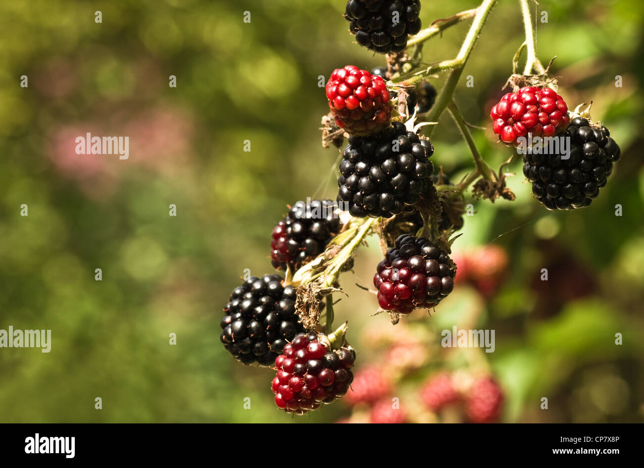 Brambles forest hi-res stock photography and images - Alamy