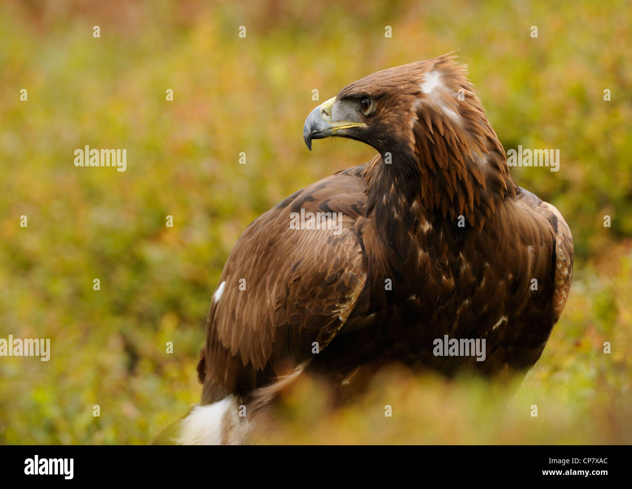 Golden eagle in middle autumn hi-res stock photography and images - Alamy