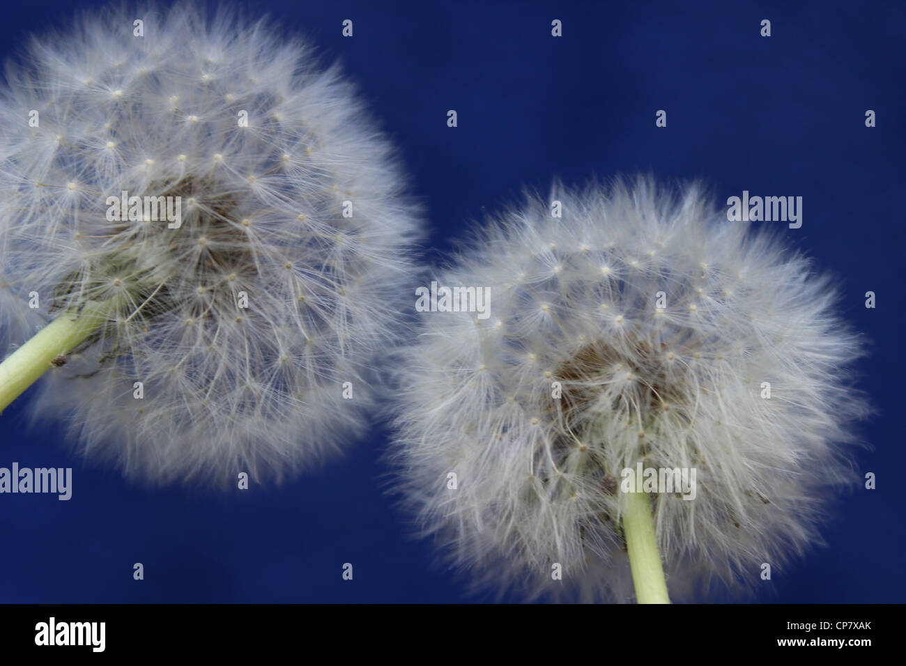 Dandelions life cycle hi-res stock photography and images - Alamy