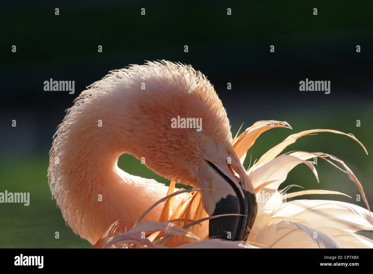 Close up of a Flamingo Stock Photo - Alamy