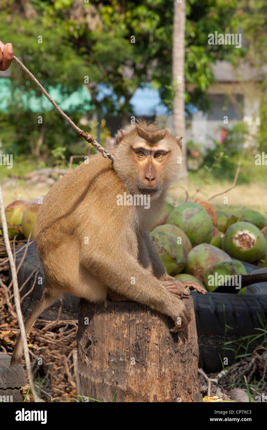 Coconut picking monkey hi-res stock photography and images - Alamy