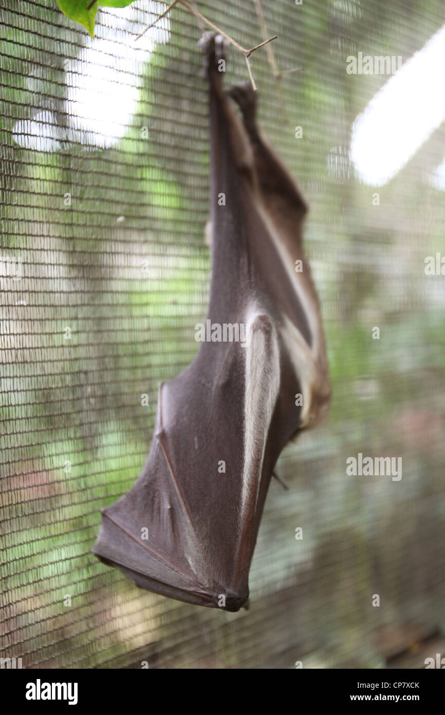 Bat wing butterfly hi-res stock photography and images - Alamy