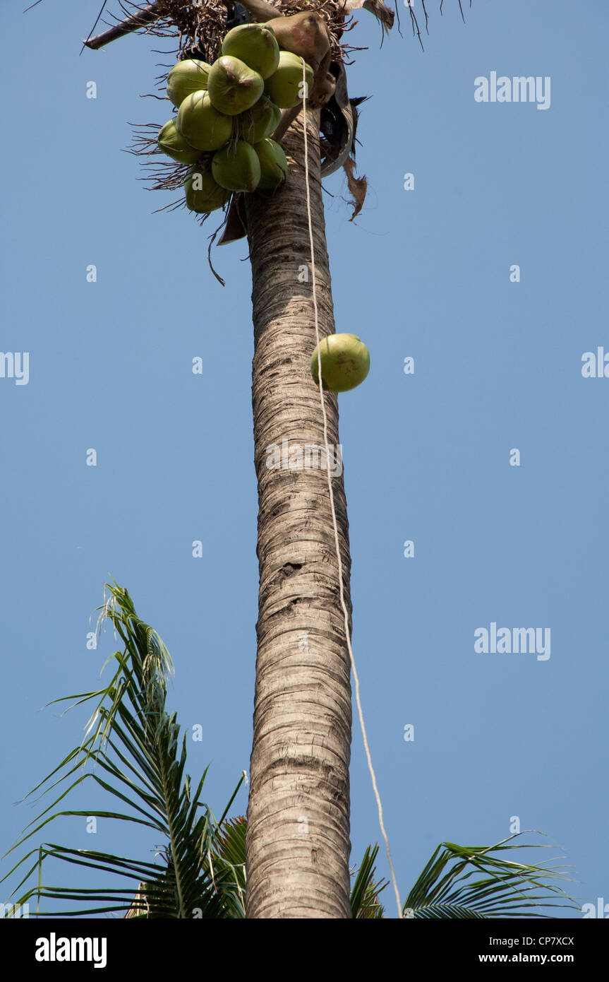 Thailand, Island of Ko Samui (aka Koh Samui). Coconut plantation ...