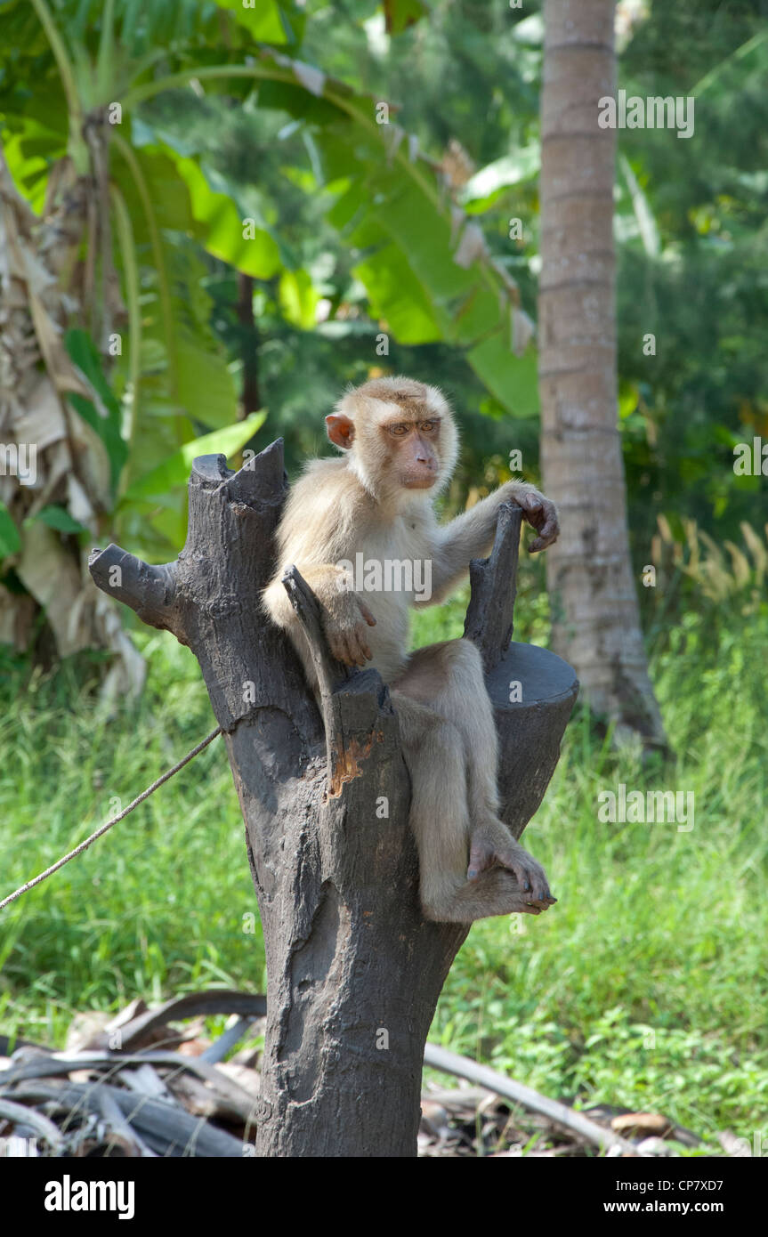 Thailand, Island of Ko Samui (aka Koh Samui). Coconut plantation ...