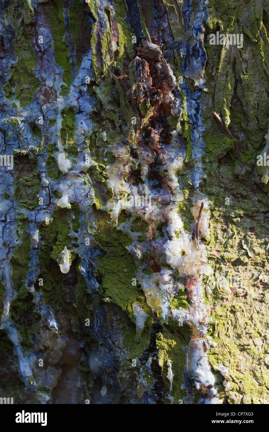 Norway Spruce (Picea abies). Trunk with resin running down from an ...