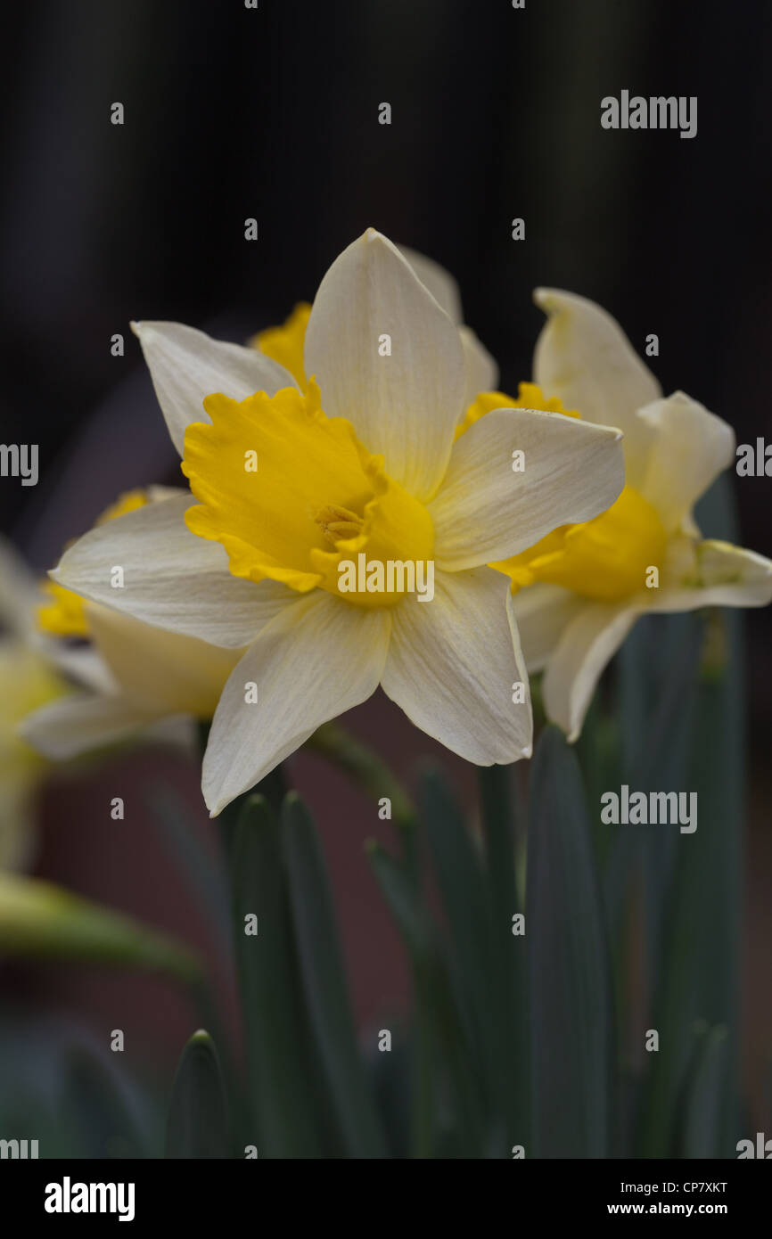 Daffodil flower heads hi-res stock photography and images - Alamy