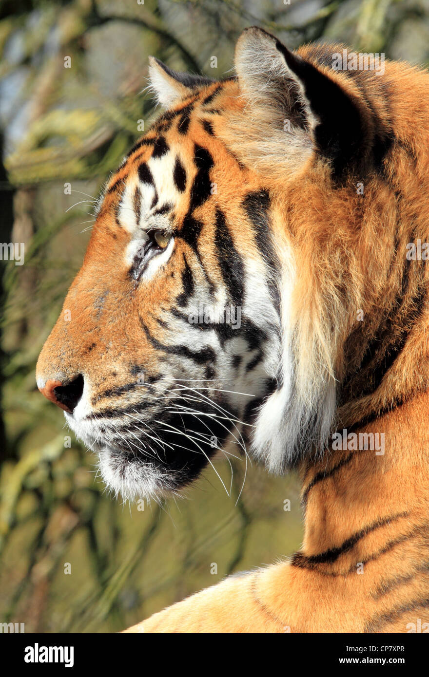 Tiger head profile hi-res stock photography and images - Alamy
