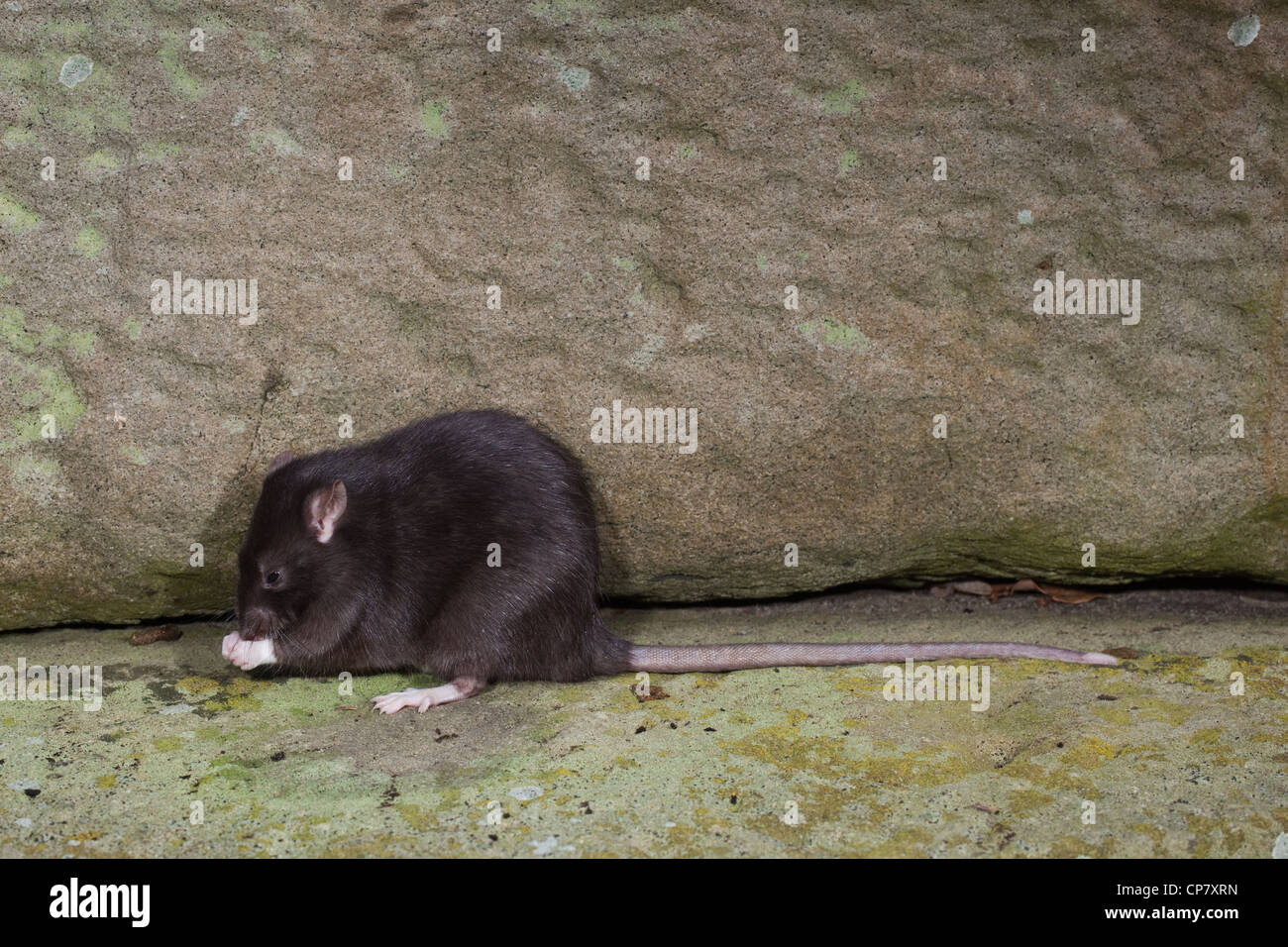 Grooming rat hi-res stock photography and images - Alamy