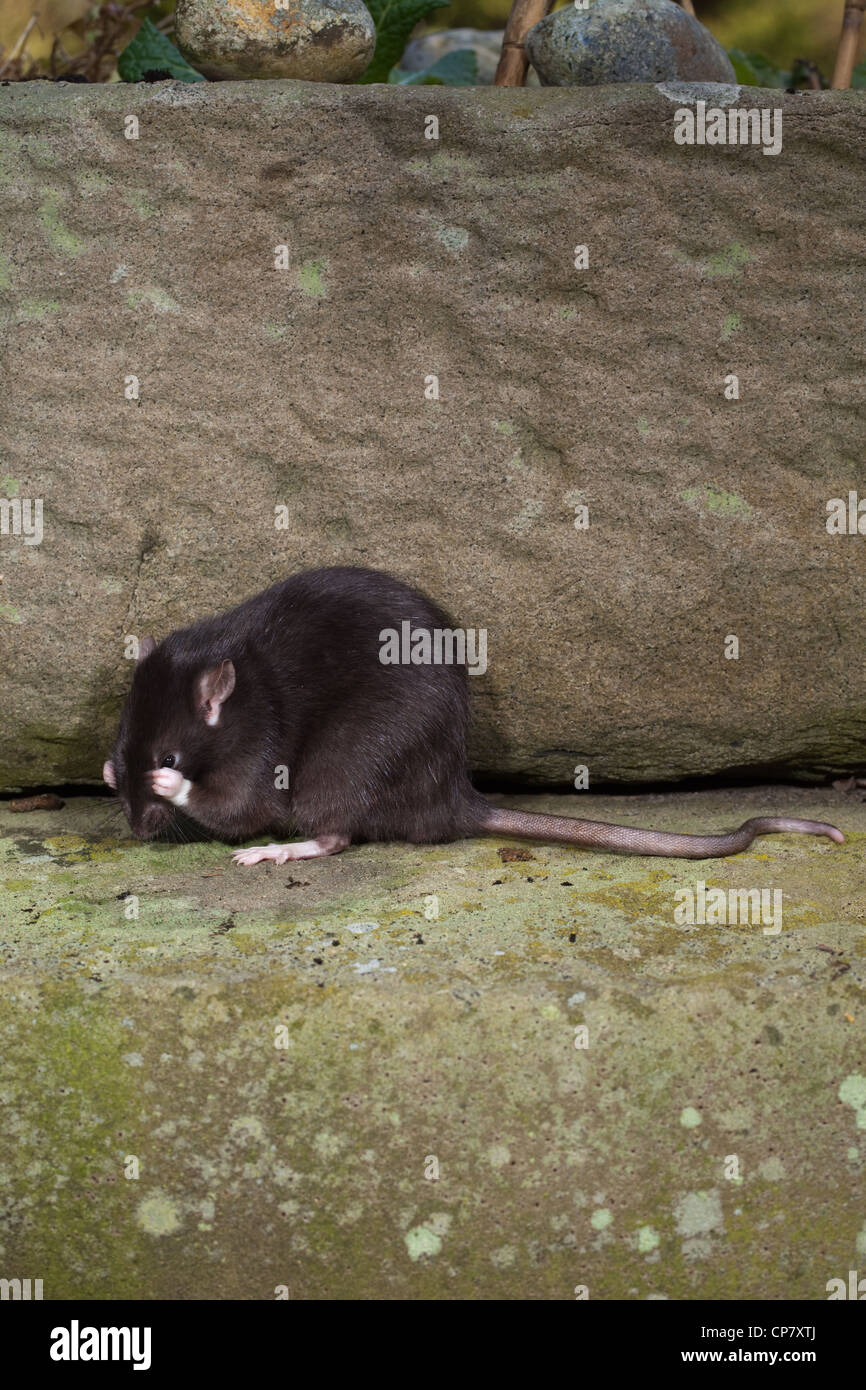 Brown Rat (Rattus norvegicus). 'Black' or melanistic form. Washing face ...