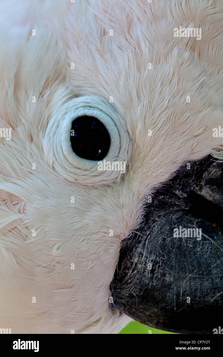 Moluccan or Salmon-crested Cockatoo (Cacatua moluccensis). Face looking ...