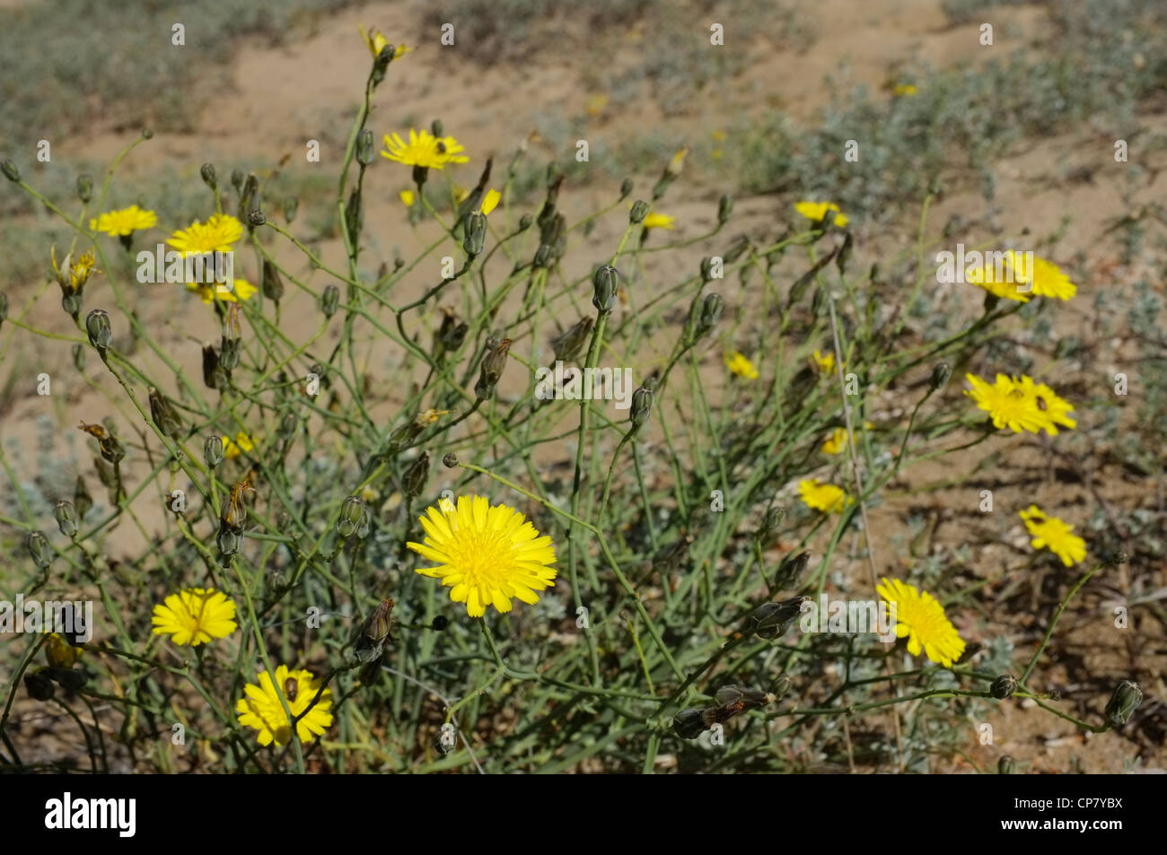 Flowering marigold on a Mediterranean dune Stock Photo - Alamy