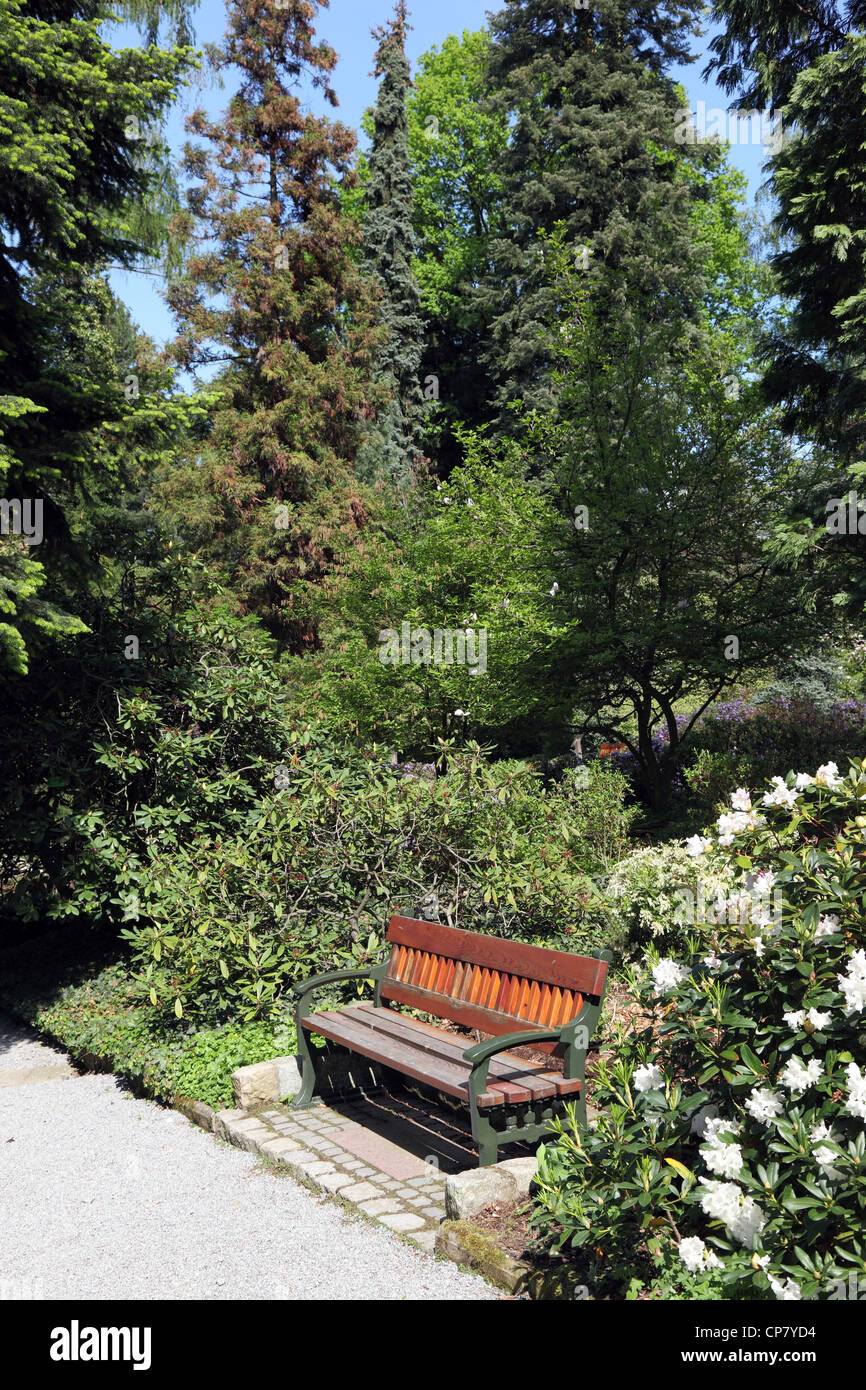 Bench under a flowering azaleas and rhododendrons in the Spring ...