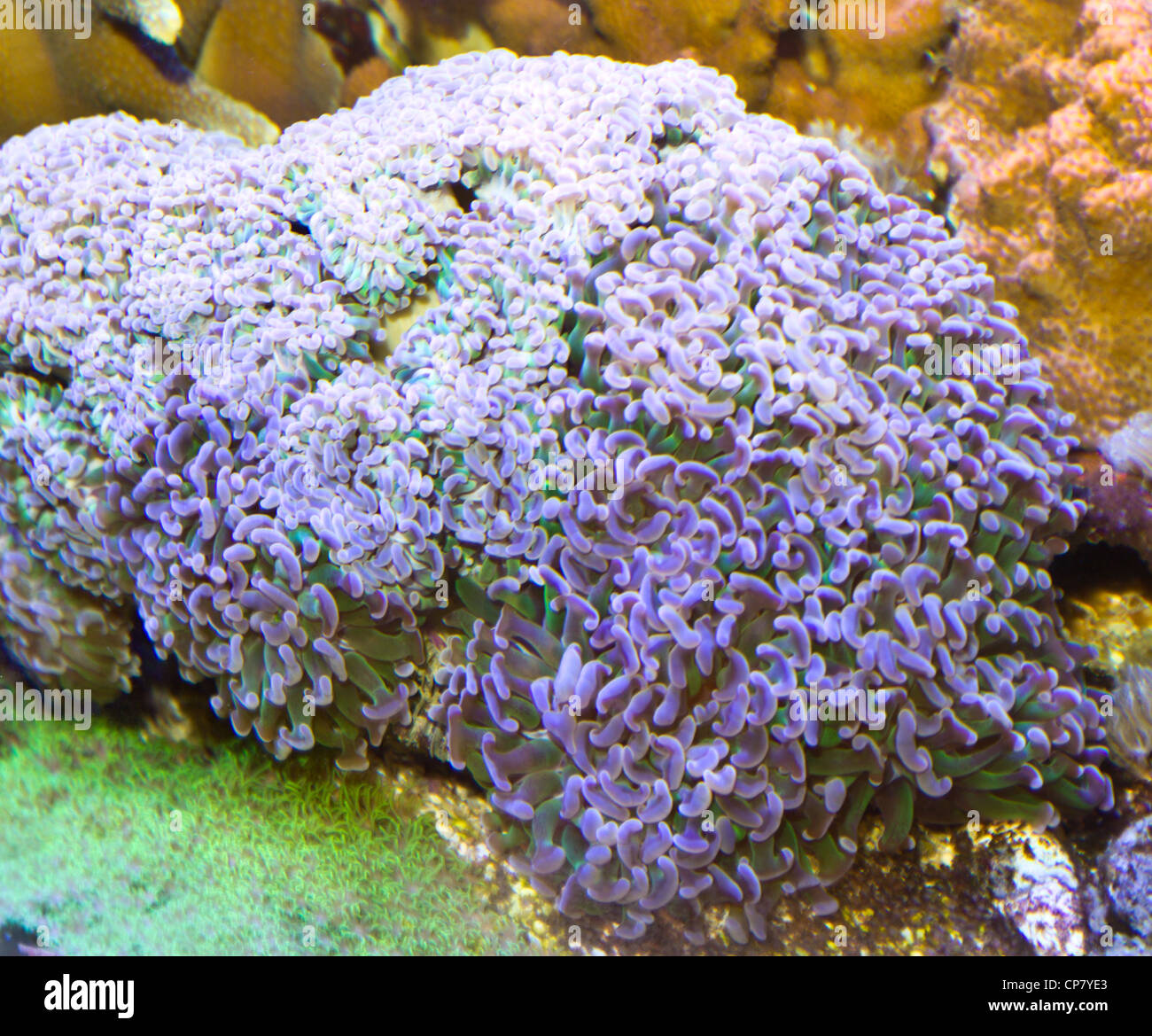 Coral reef fire coral exotic hi-res stock photography and images - Alamy
