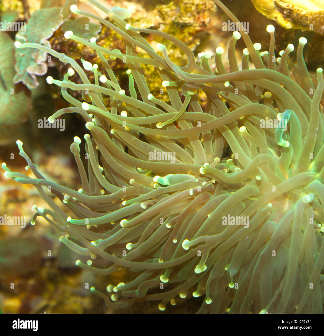 Green sea animals hi-res stock photography and images - Alamy