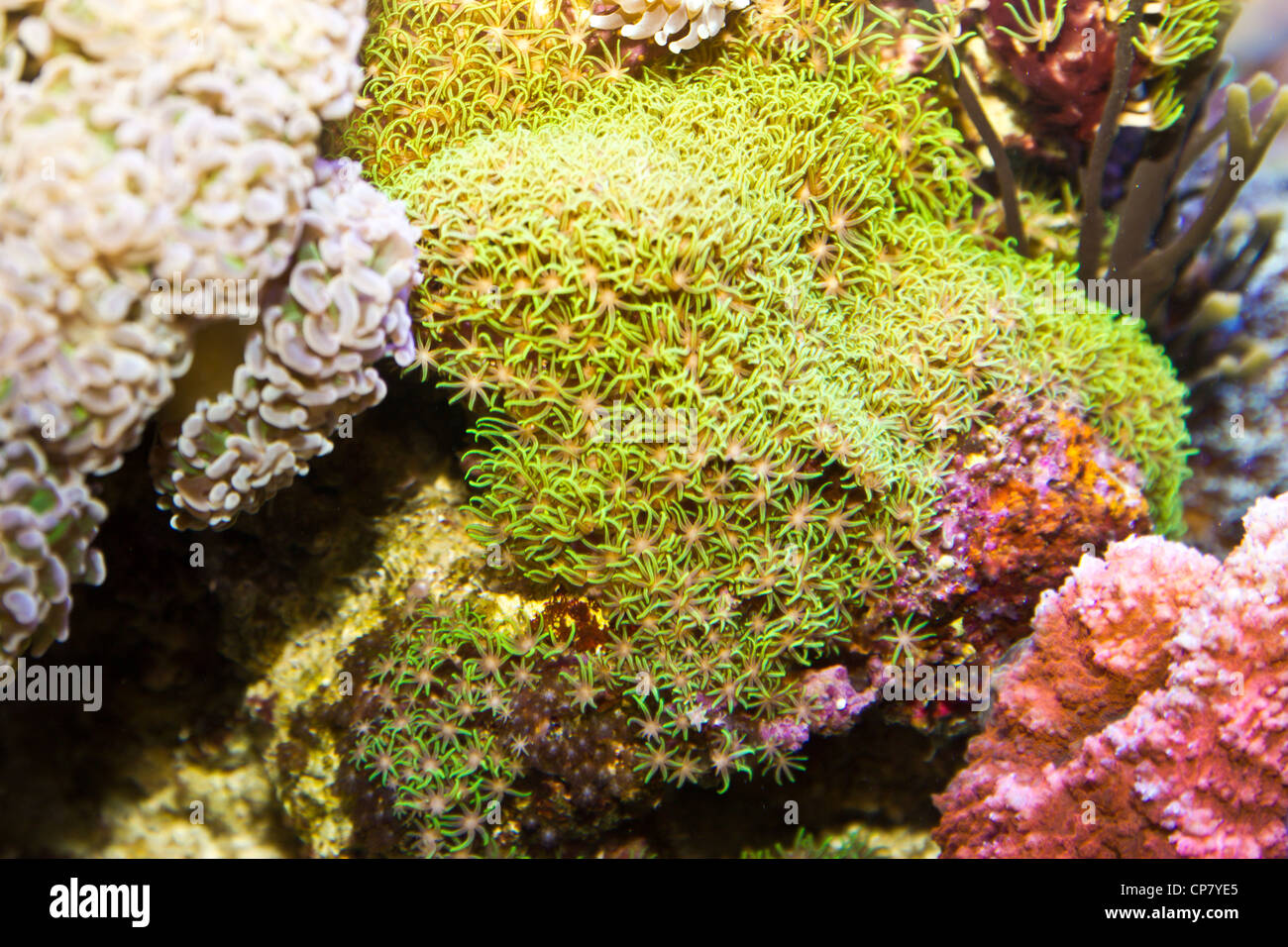Green sea animals hi-res stock photography and images - Alamy