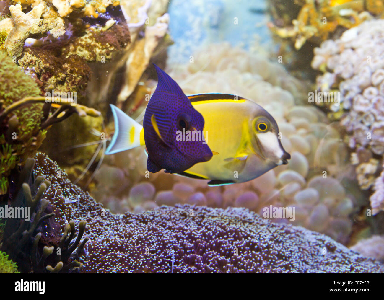 Friends swimming underwater together hi-res stock photography and ...