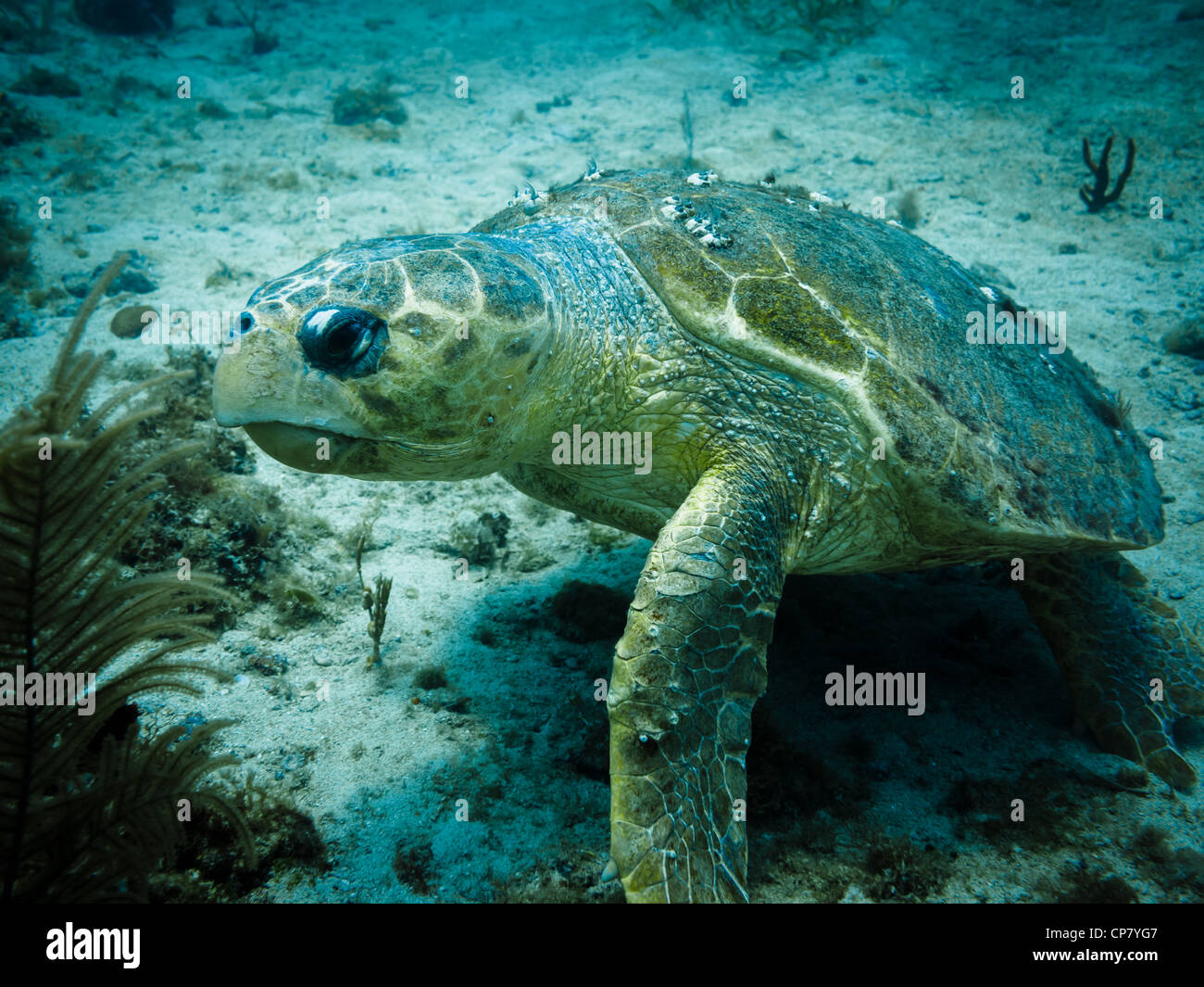 Loggerhead turtle on reef Stock Photo - Alamy
