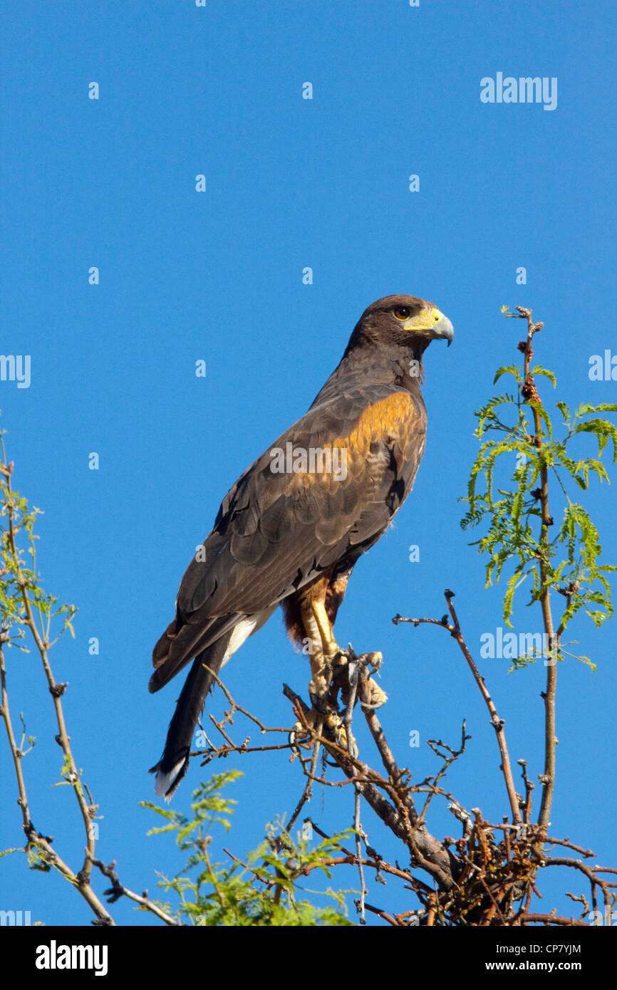 Harris hawk and talons hi-res stock photography and images - Alamy