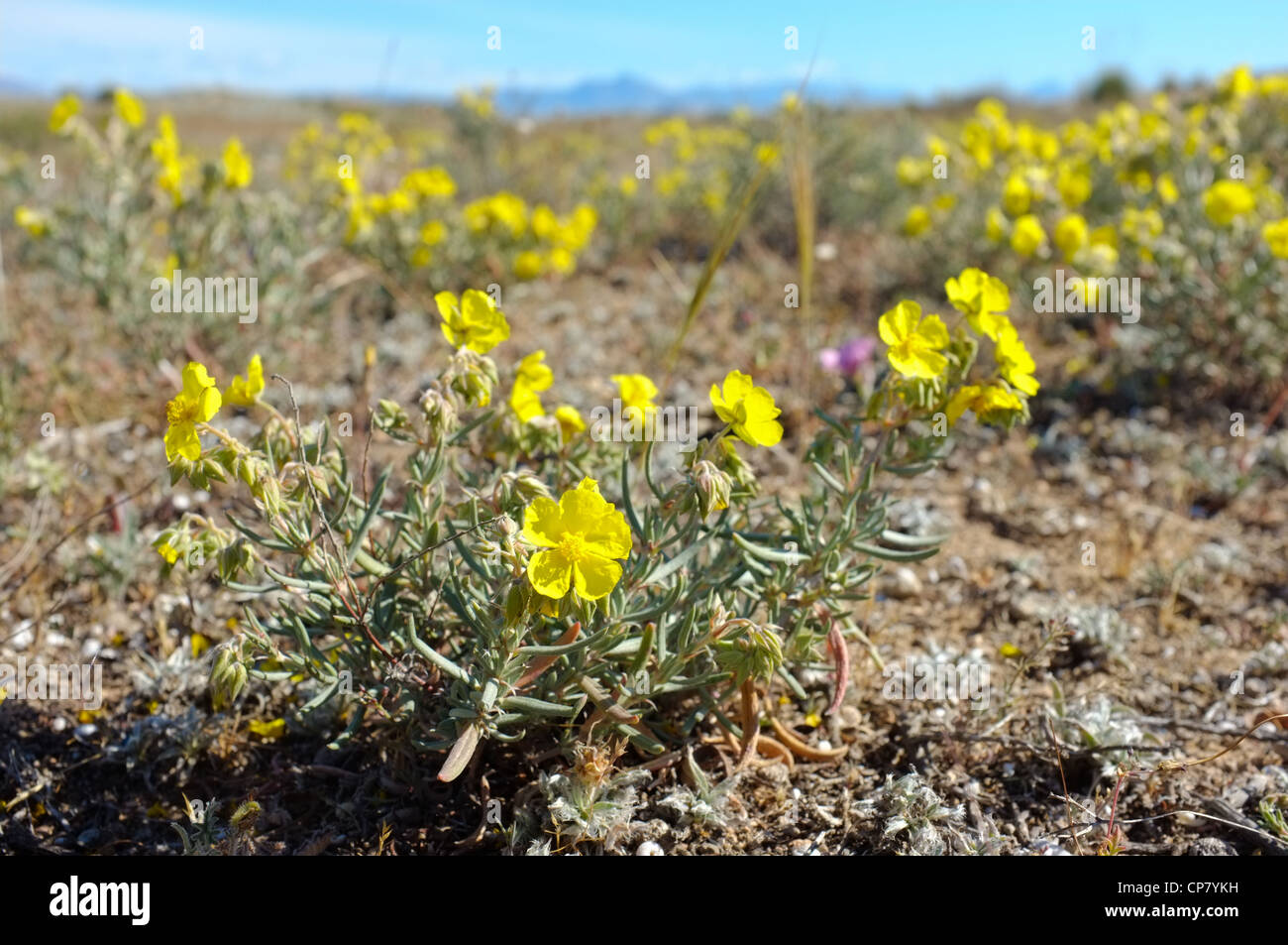 Sundrop flower hi-res stock photography and images - Alamy