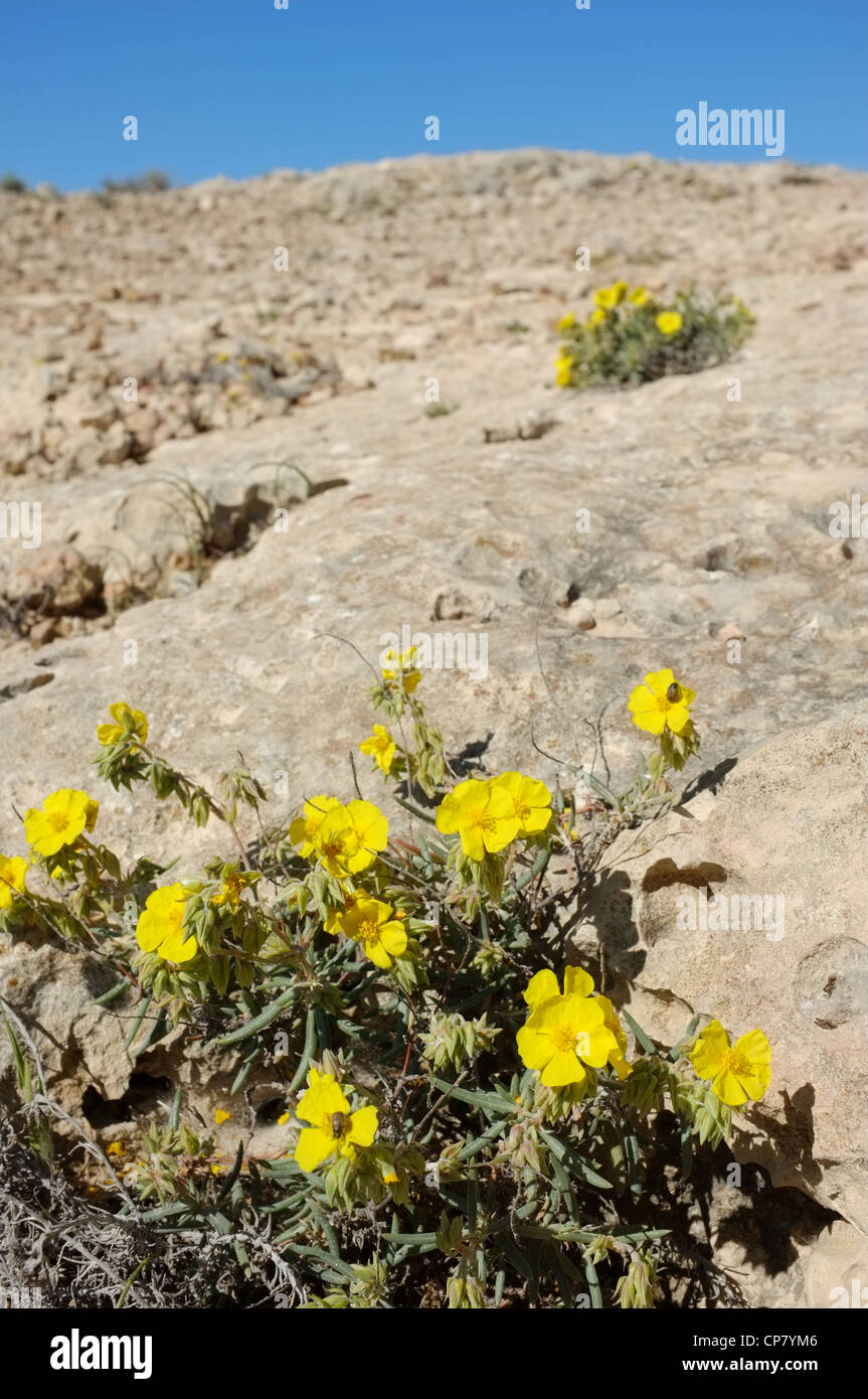 Sundrop flower hi-res stock photography and images - Alamy