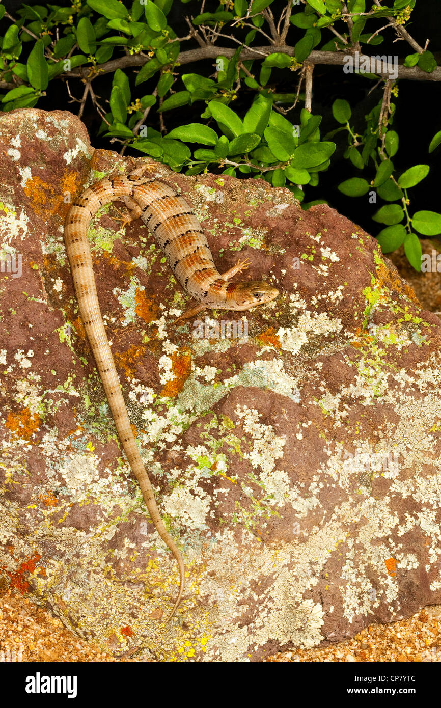 Madrean Alligator Lizard Elgaria kingii nobilis Santa Catalina ...
