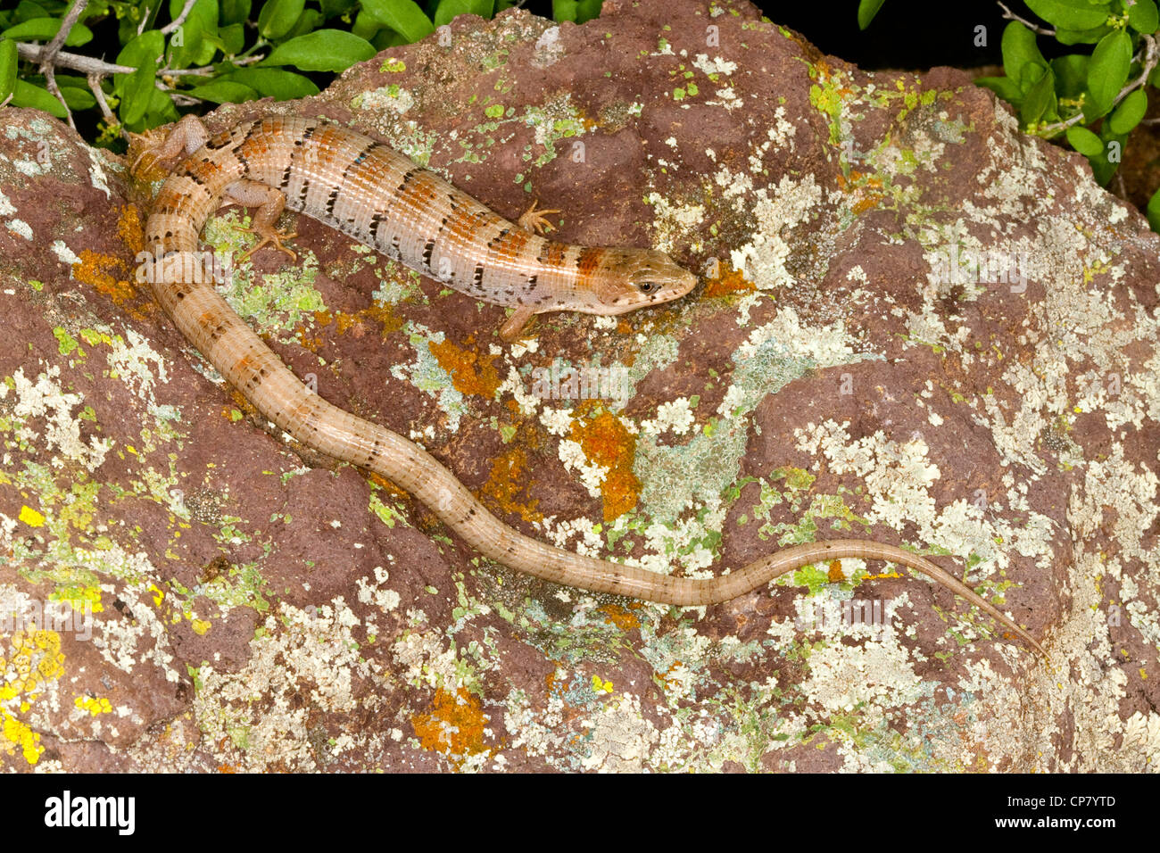 Arizona alligator lizard hi-res stock photography and images - Alamy