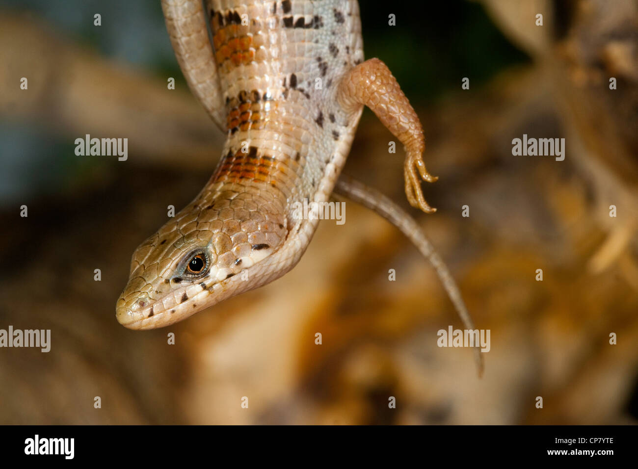 Madrean Alligator Lizard Elgaria kingii nobilis Santa Catalina ...