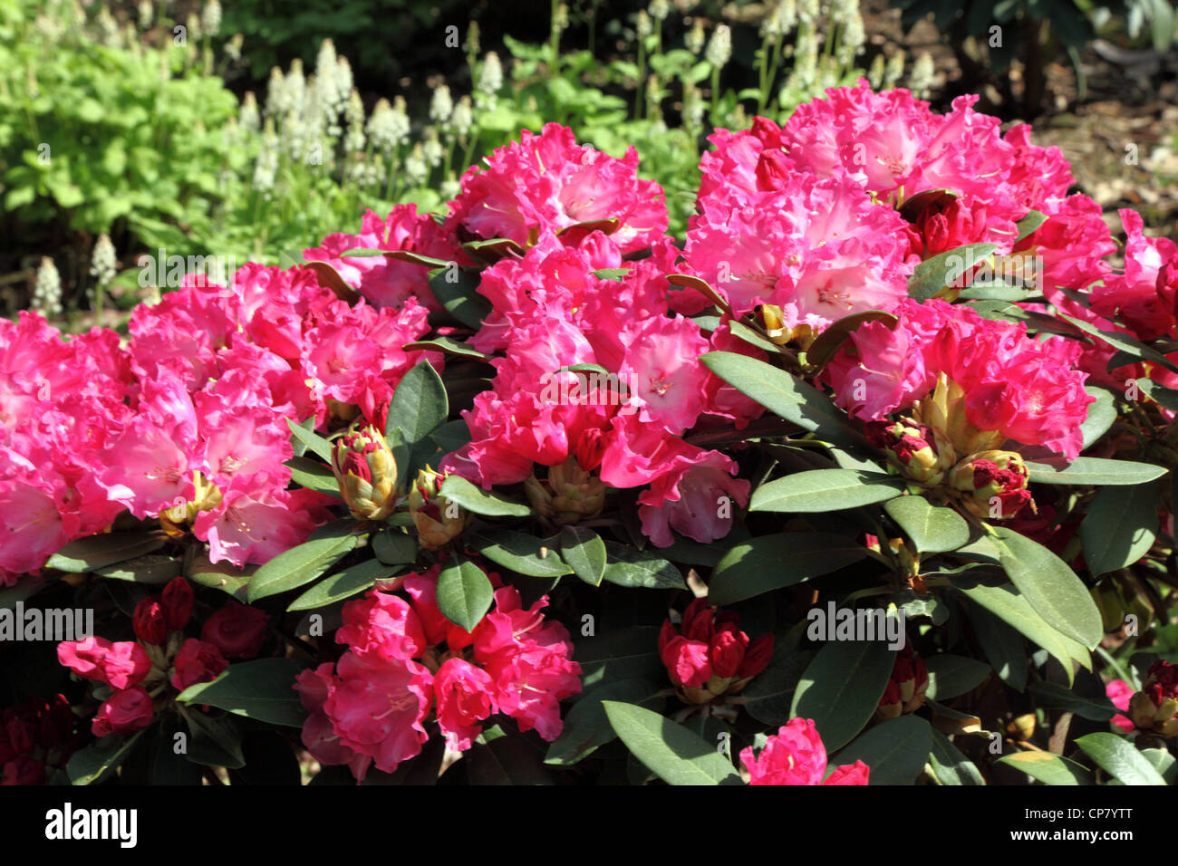 Rhododendron arboretum hi-res stock photography and images - Alamy