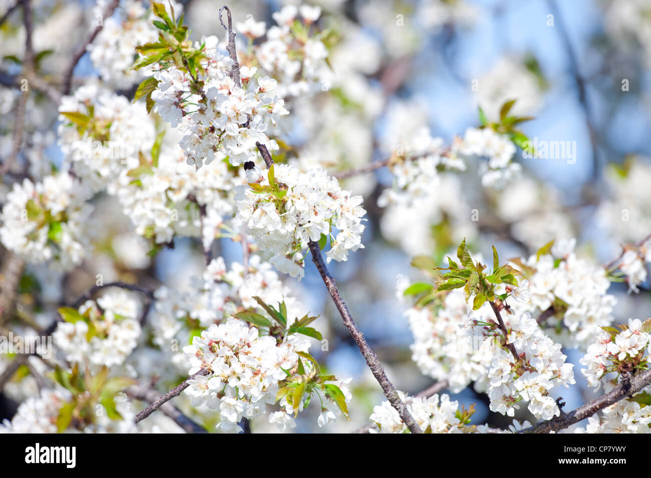 cherry tree in blossom at spring Stock Photo - Alamy
